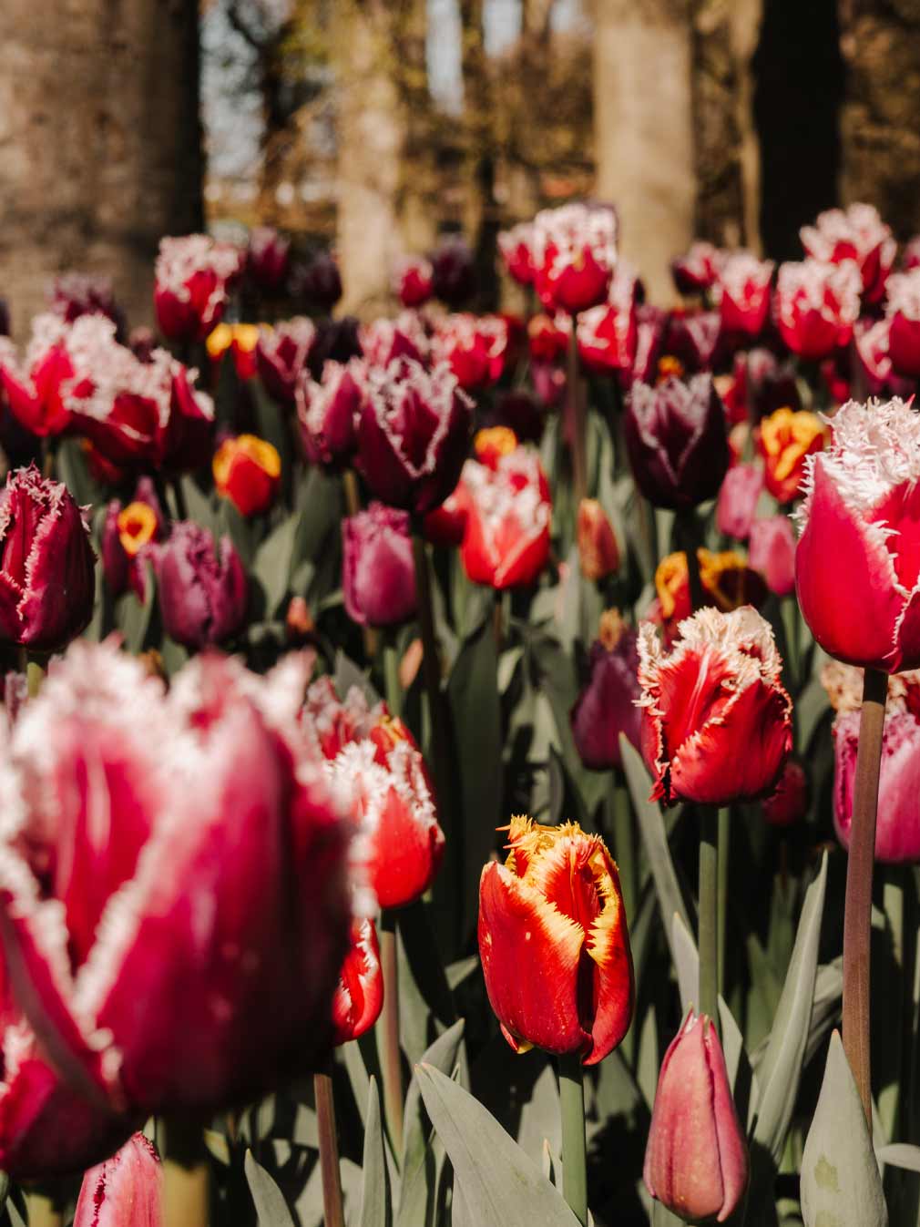 The VERY Best Time to Visit Amsterdam for Tulips (2026)