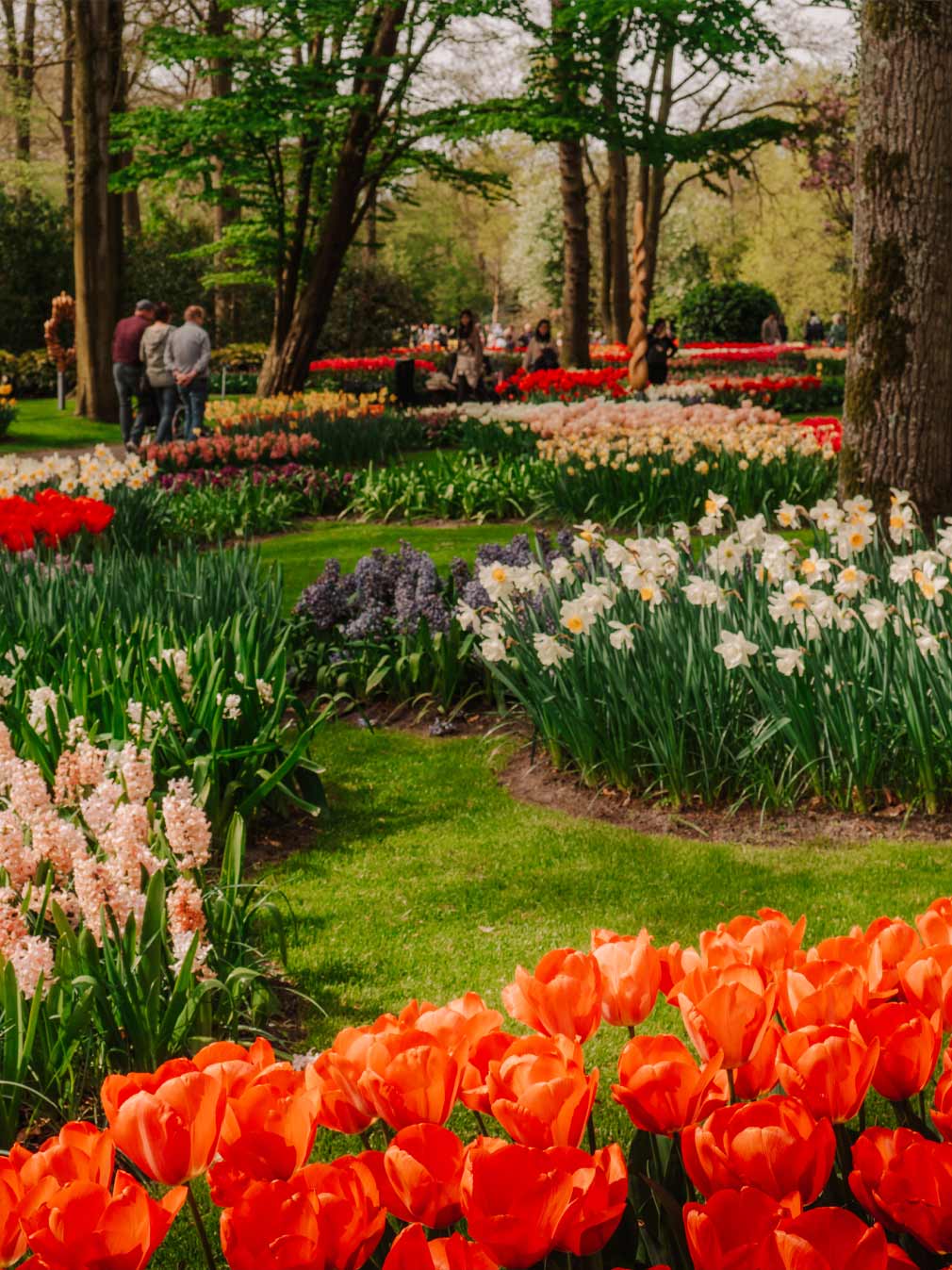Keukenhof Tulip Fields: Tips for an Unforgettable Visit